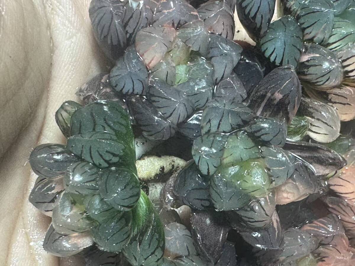 Yahoo!オークション - G67 多肉植物 ハオルチア オブツーサ 氷灯錦 糊...