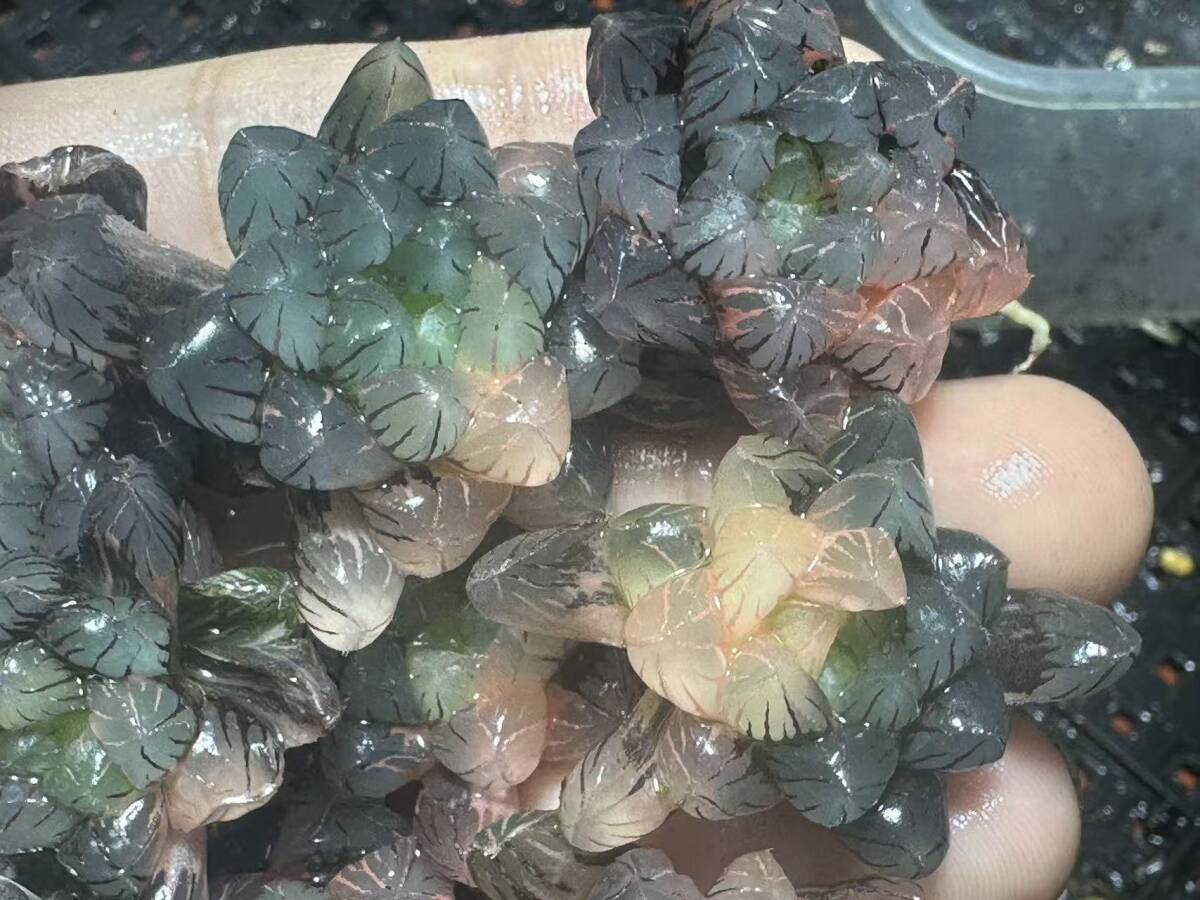 Yahoo!オークション - G67 多肉植物 ハオルチア オブツーサ 氷灯錦 糊...