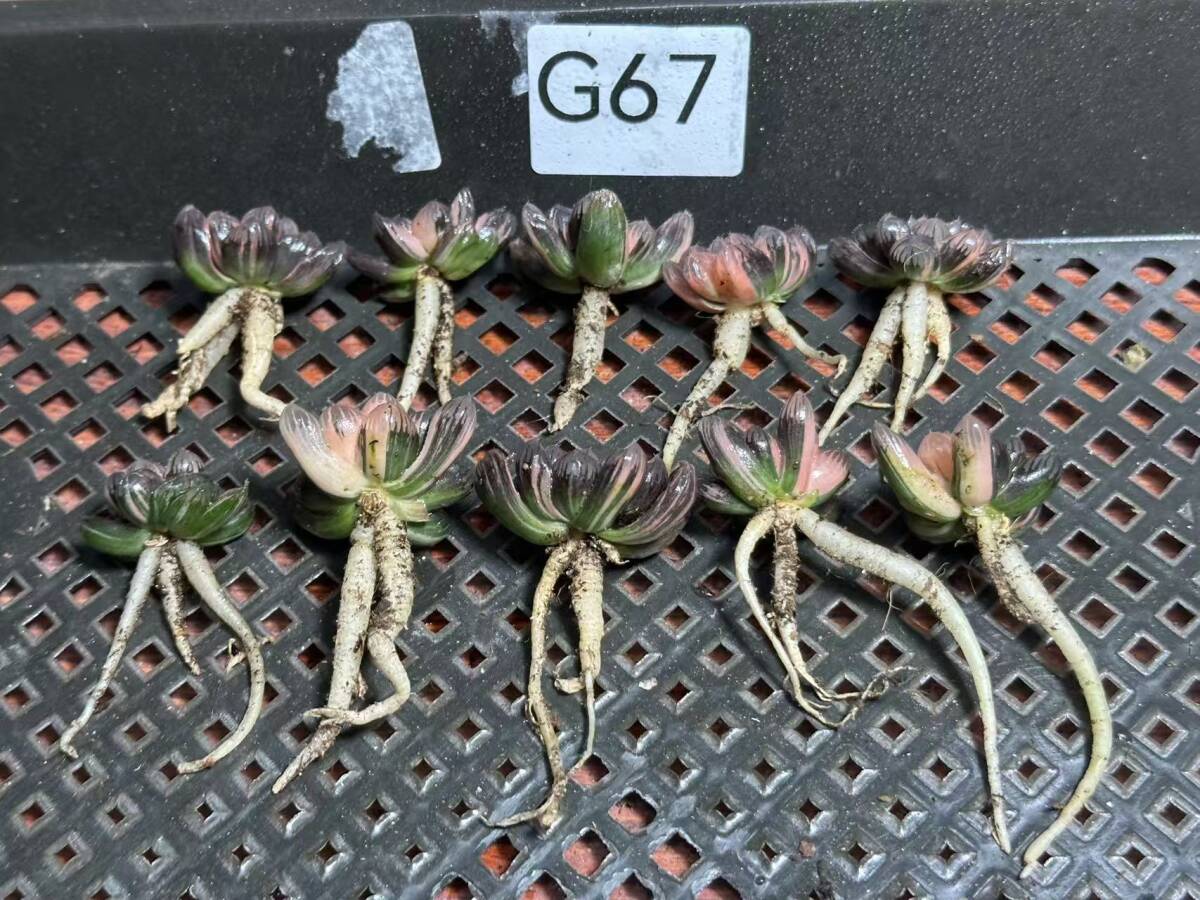 Yahoo!オークション - G67 多肉植物 ハオルチア オブツーサ 氷灯錦 糊...
