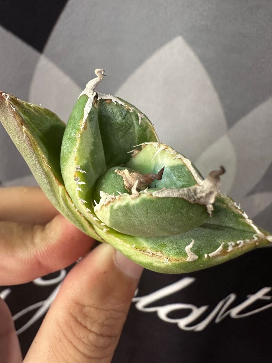 FJ Agave f71アガベ チタノタ南アフリカダイヤモンド錦 SAD 斑入 SAD白覆輪錦 変異株(アガベ)｜売買されたオークション情報、yahooの商品情報をアーカイブ公開 ...