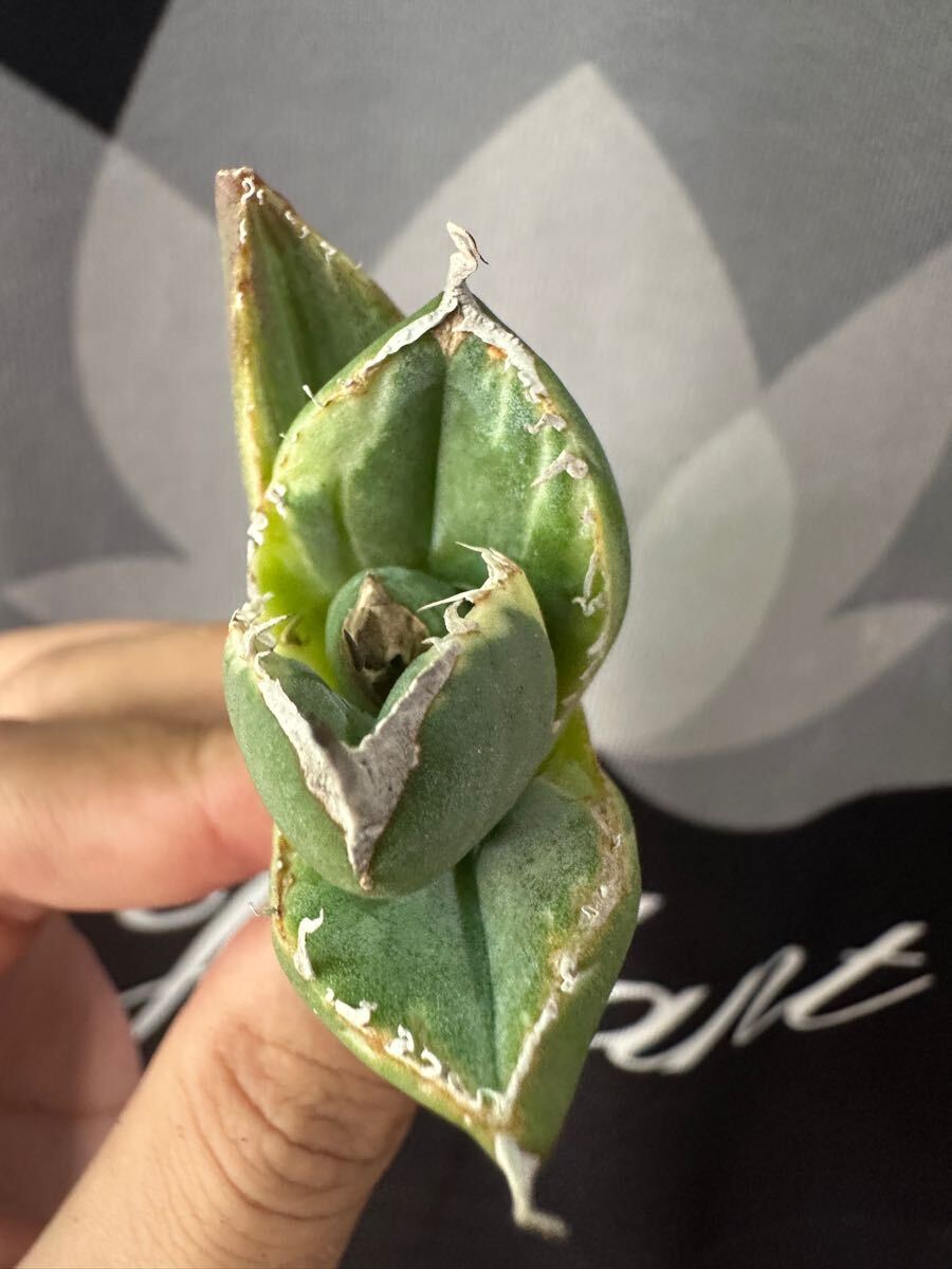 FJ Agave f71アガベ チタノタ南アフリカダイヤモンド錦 SAD 斑入 SAD白覆輪錦 変異株(アガベ)｜売買されたオークション情報、yahooの商品情報をアーカイブ公開 ...