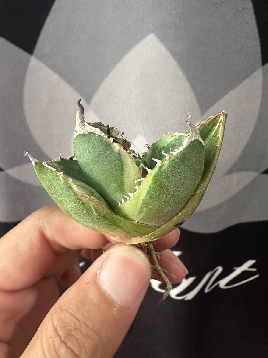 FJ Agave f71アガベ チタノタ南アフリカダイヤモンド錦 SAD 斑入 SAD白覆輪錦 変異株(アガベ)｜売買されたオークション情報、yahooの商品情報をアーカイブ公開 ...