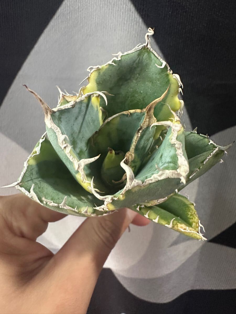 Yahoo!オークション - 【FJ Agave】f106アガベ チタノタ 白鯨錦 黄 覆...