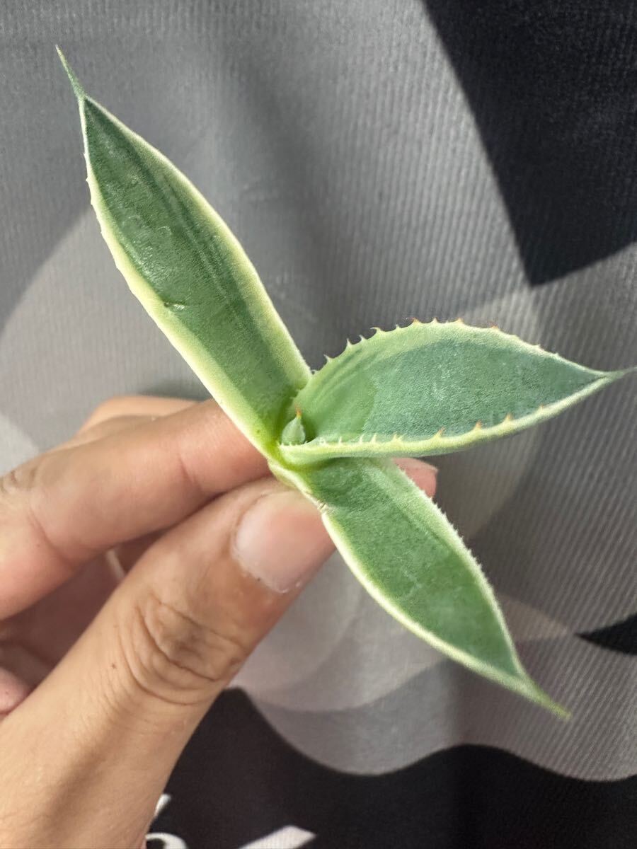 Yahoo!オークション - 【FJ Agave】g74アガベ パリー トランカータ オ...