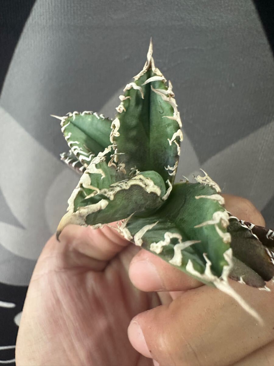 Yahoo!オークション - 【FJ Agave】g107アガベ チタノタ 白幽霊 優良血...