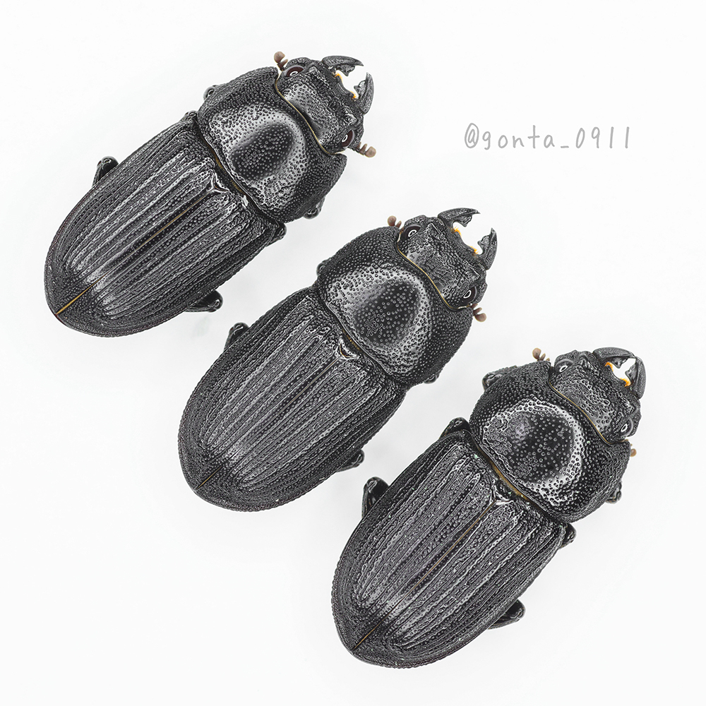 Yahoo!オークション - タイワンネブト 3ペア 南投県産 WF4 (ネブトクワ...