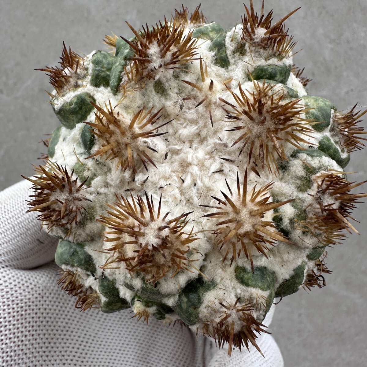 Yahoo!オークション - BB10多肉植物 サボテン コリファンタ 象牙丸 綴...