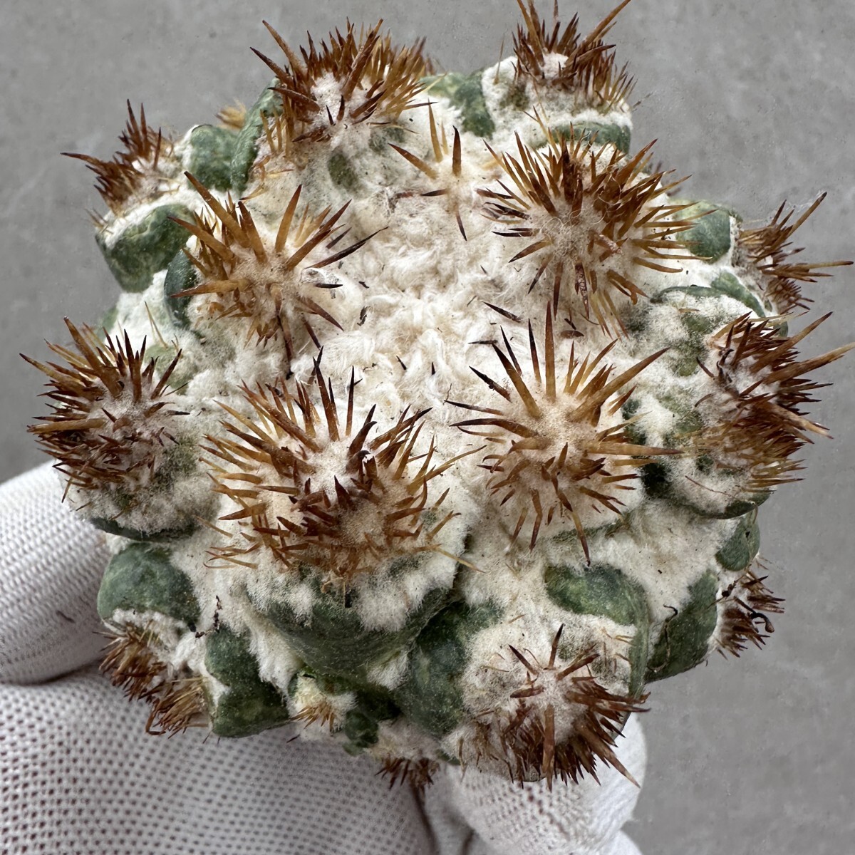 Yahoo!オークション - BB10多肉植物 サボテン コリファンタ 象牙丸 綴...