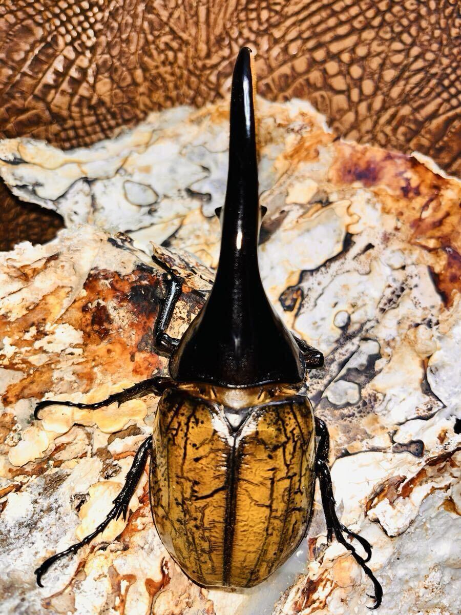 Yahoo!オークション - DH ヘラクレス極太極短C68メテオ♂単⑥