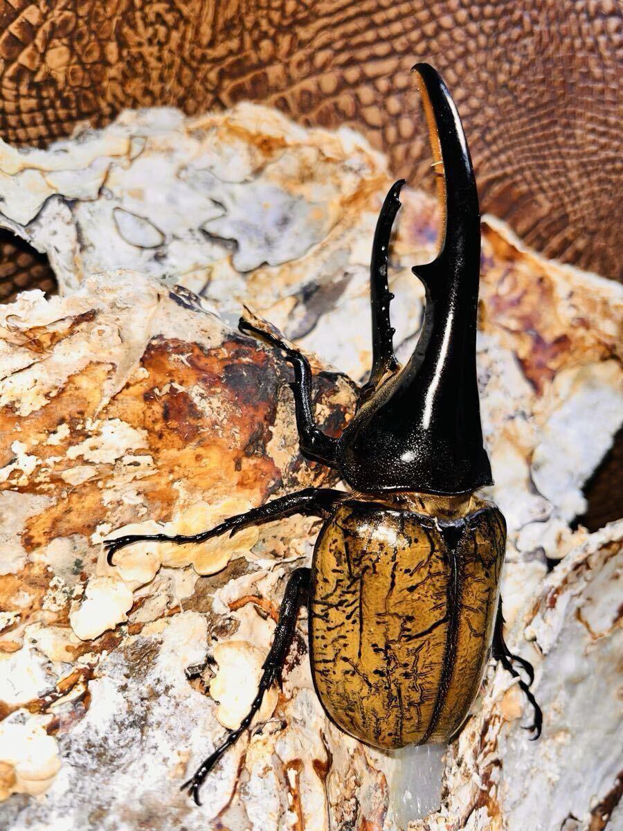 Yahoo!オークション - DH ヘラクレス極太極短C68メテオ♂単⑥