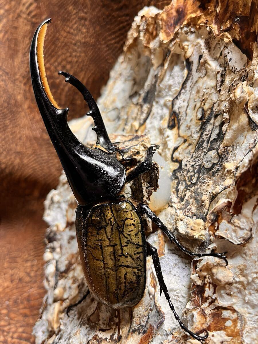 Yahoo!オークション - DH ヘラクレス極太極短C68メテオ♂単⑥