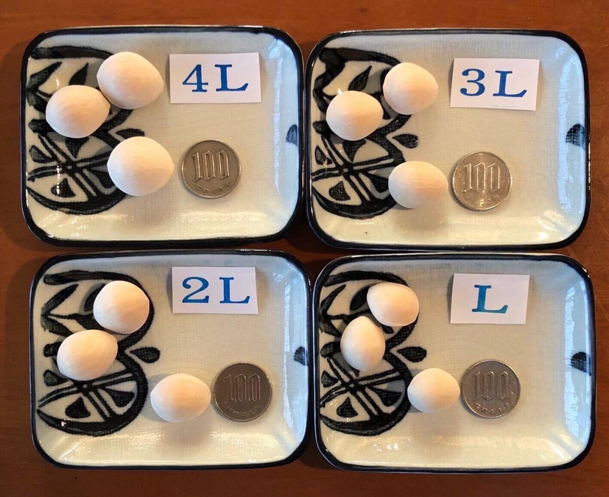 Yahoo!オークション - 久寿2025年新物 久寿 銀杏 ぎんなん祖父江産 2L ...