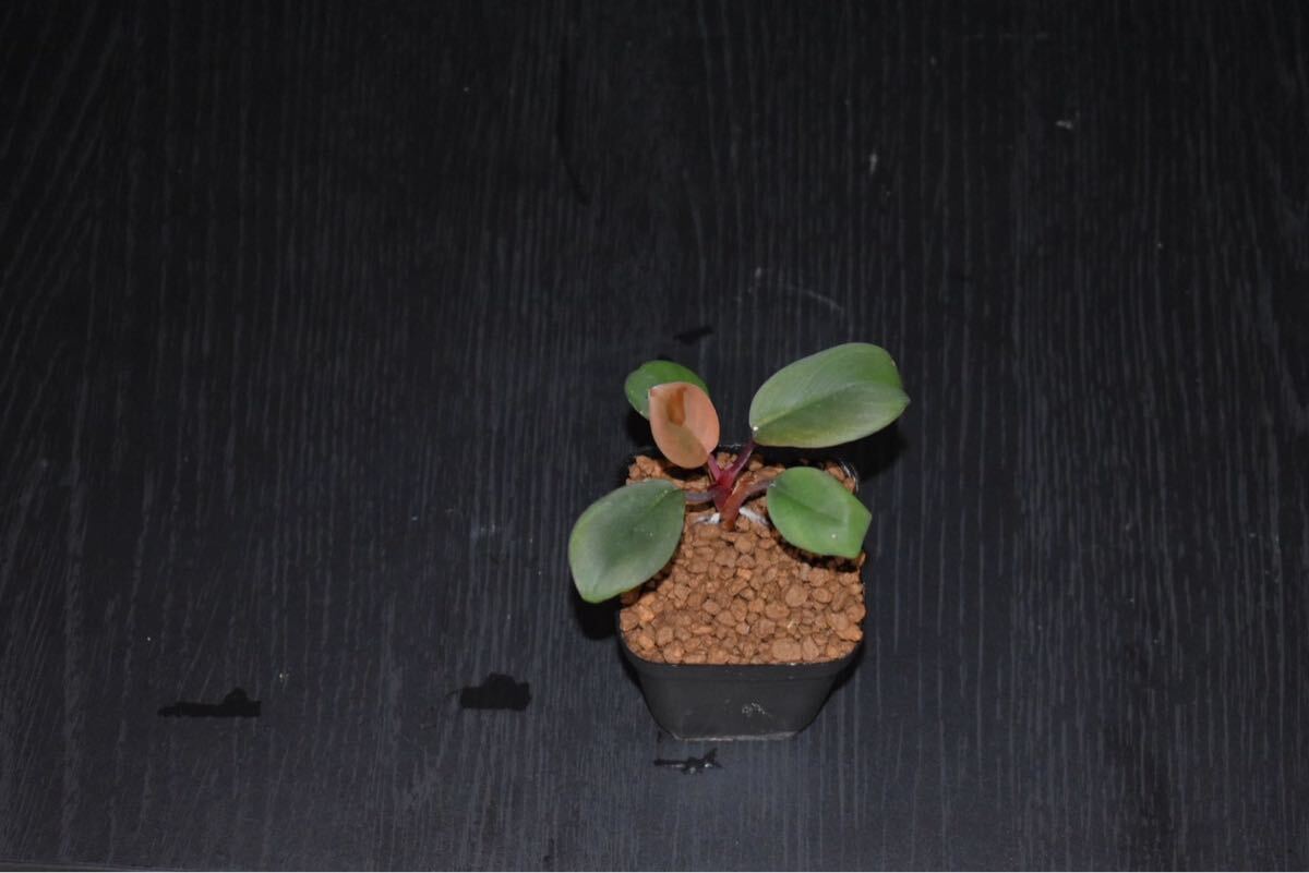 Yahoo!オークション - Homalomena sp. 緑甲冑 BNN from Sibloga tgmu【...