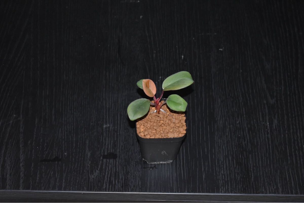 Yahoo!オークション - Homalomena sp. 緑甲冑 BNN from Sibloga tgmu【...