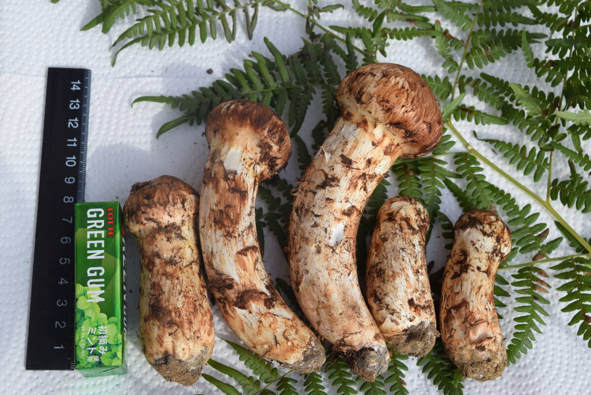 Yahoo!オークション - 松茸 岩手県産 10/25日 昼 258g つぼみ