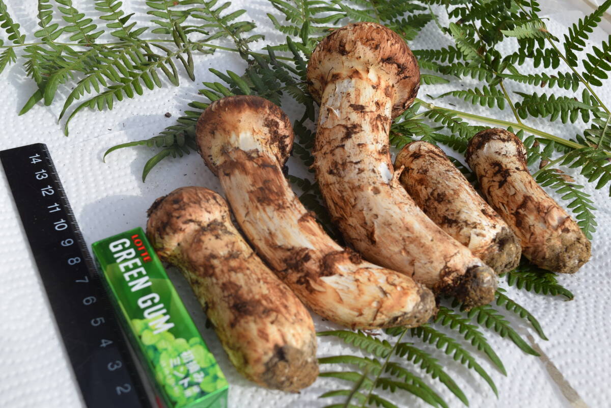 Yahoo!オークション - 松茸 岩手県産 10/25日 昼 258g つぼみ