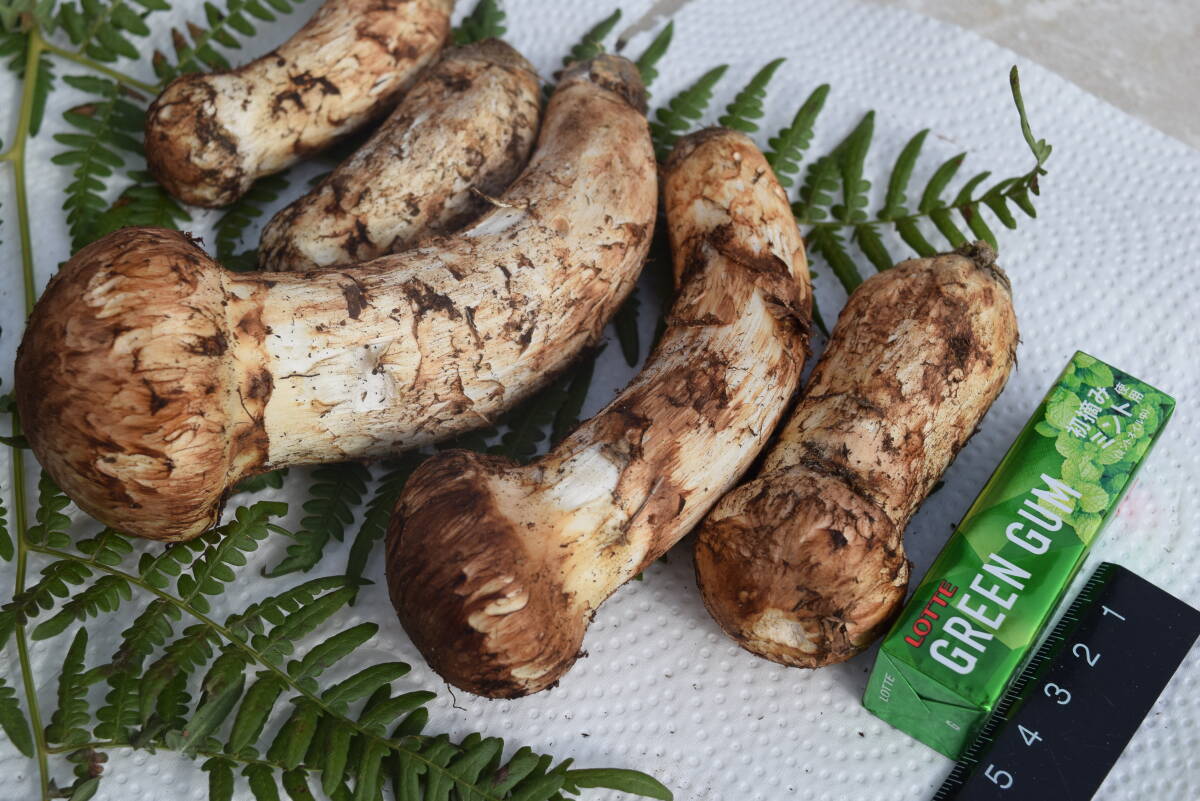 Yahoo!オークション - 松茸 岩手県産 10/25日 昼 258g つぼみ