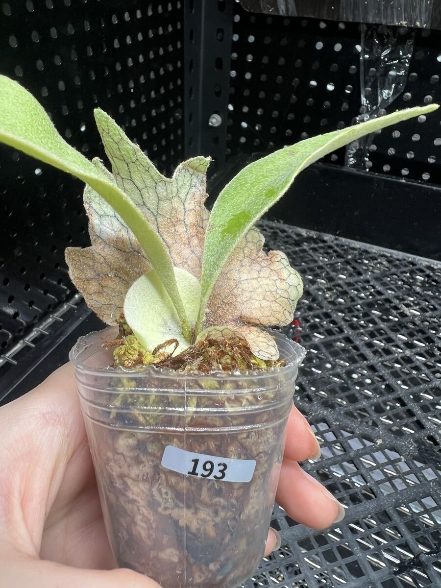 Yahoo!オークション - 193 【平凡之鹿】ビカクシダ Platycerium Akki T...