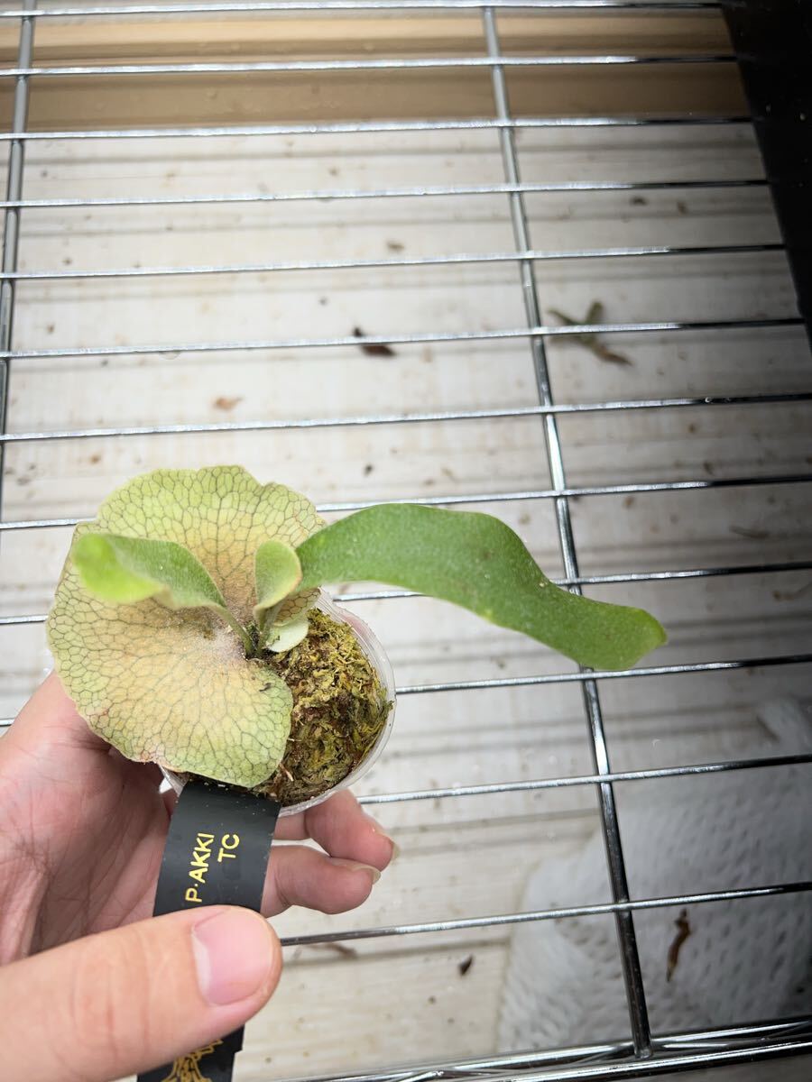 Yahoo!オークション - 257 【平凡之鹿】ビカクシダ Platycerium Akki T...