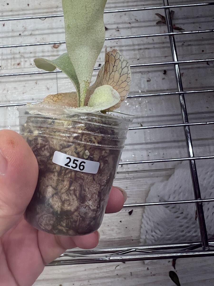 Yahoo!オークション - 256 【平凡之鹿】ビカクシダ Platycerium Akki T...