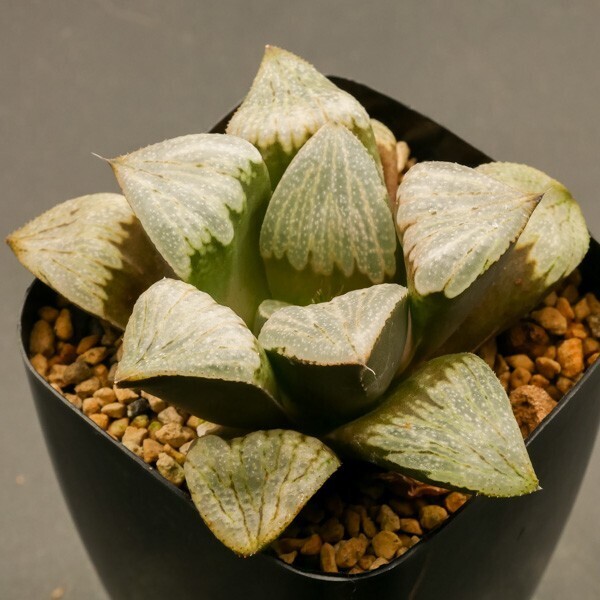 Yahoo!オークション - アンネームド実生苗 ハオルチア CNM パンドラ ピ...