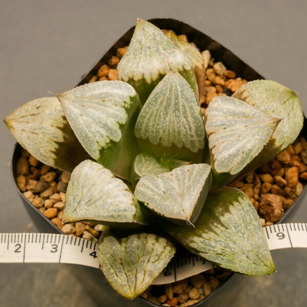 Yahoo!オークション - アンネームド実生苗 ハオルチア CNM パンドラ ピ...