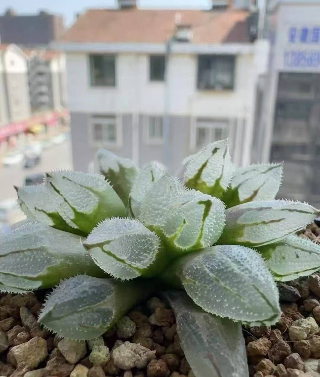 Yahoo!オークション - I41 多肉植物 ハオルチア ハオルシア 氷魁 全面...