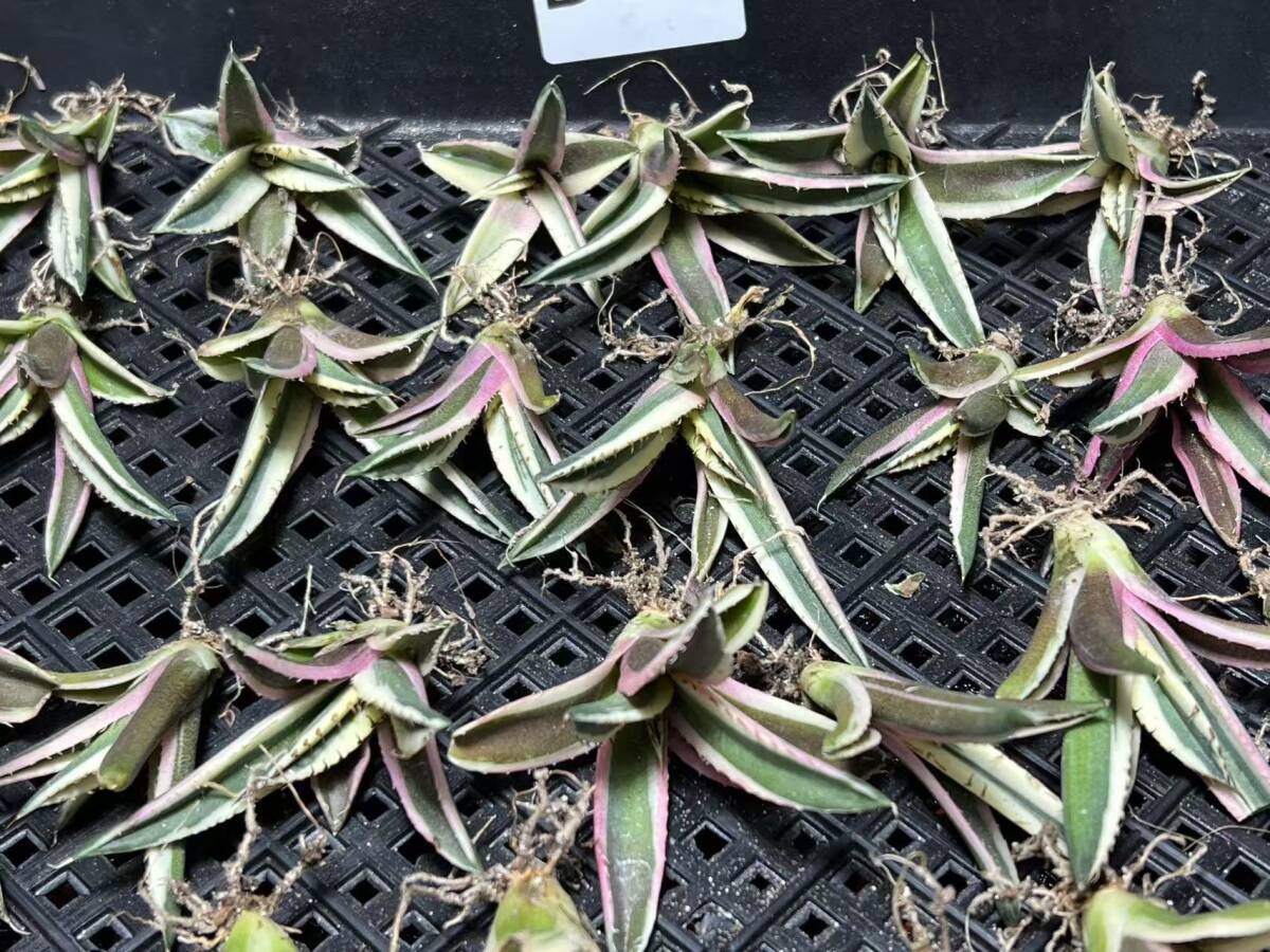 Yahoo!オークション - D82 多肉植物 アガベ チタノタ スナグルトゥース...