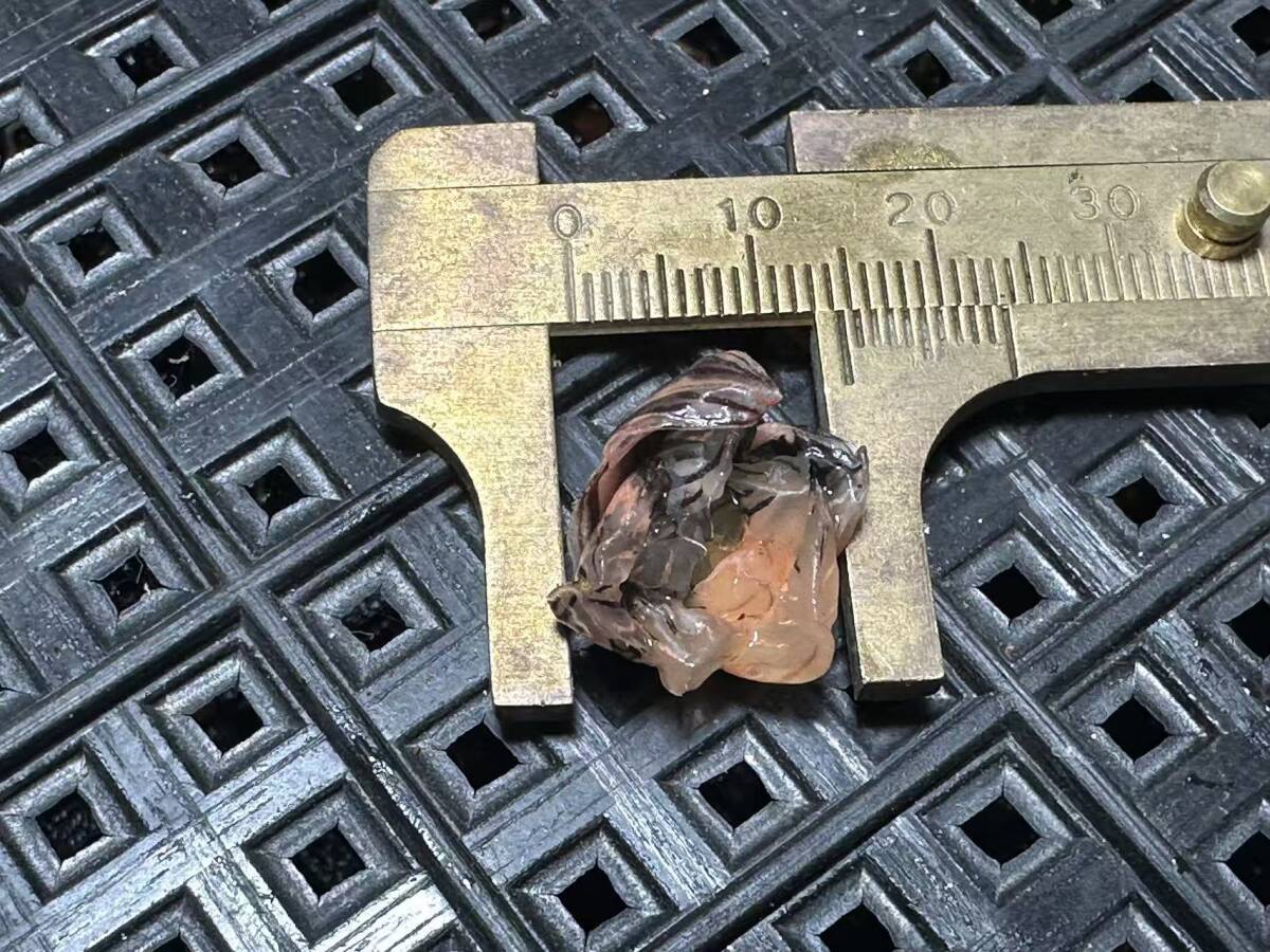 Yahoo!オークション - G75 多肉植物 ハオルチア オブツーサ錦 水中月錦...