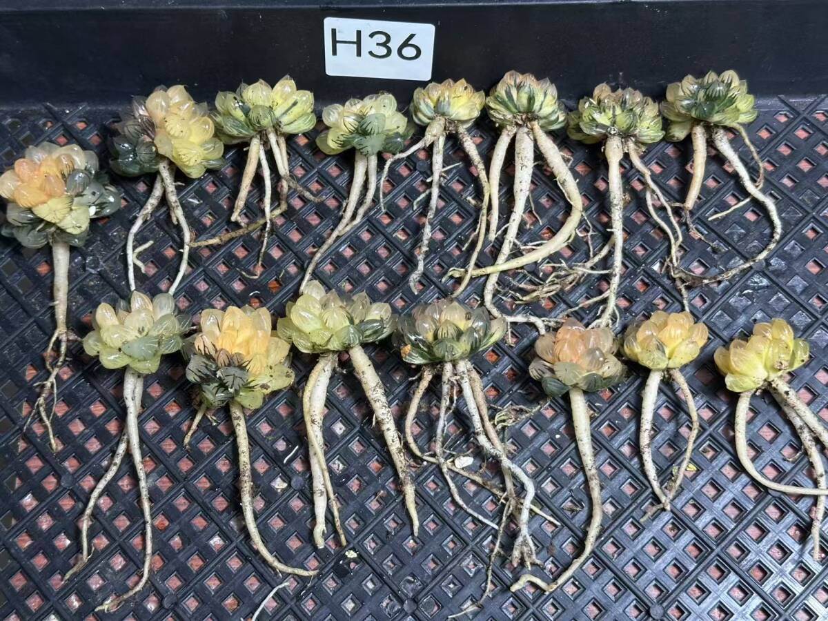 Yahoo!オークション - H36 多肉植物 ハオルチア オブツーサ錦 水中月錦...