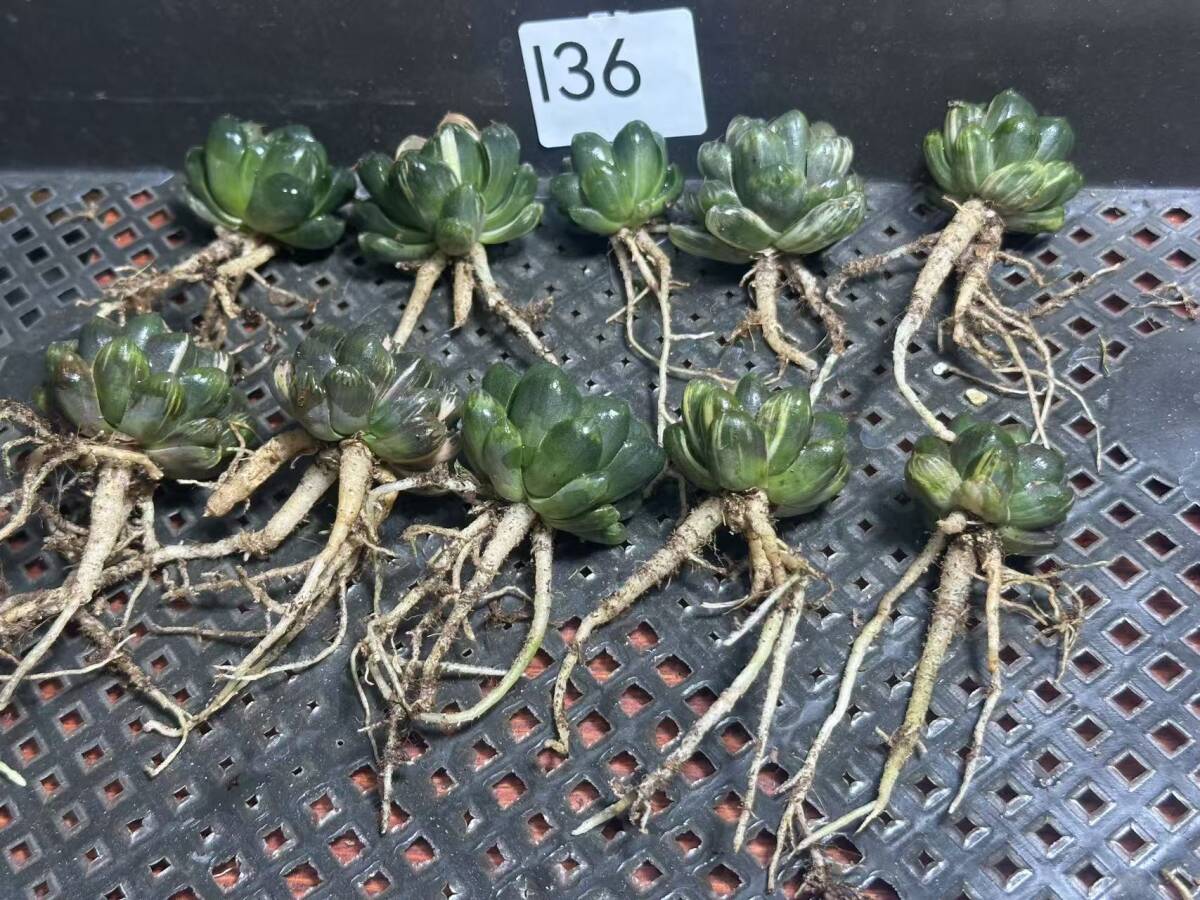 Yahoo!オークション - I36 多肉植物 ハオルチア 卜卜紫錦 ぶぶ紫錦 オ...