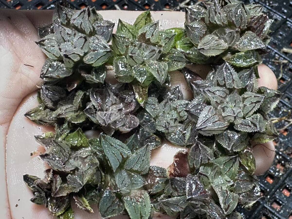 Yahoo!オークション - I41 多肉植物 ハオルチア ハオルシア 氷魁 全面...