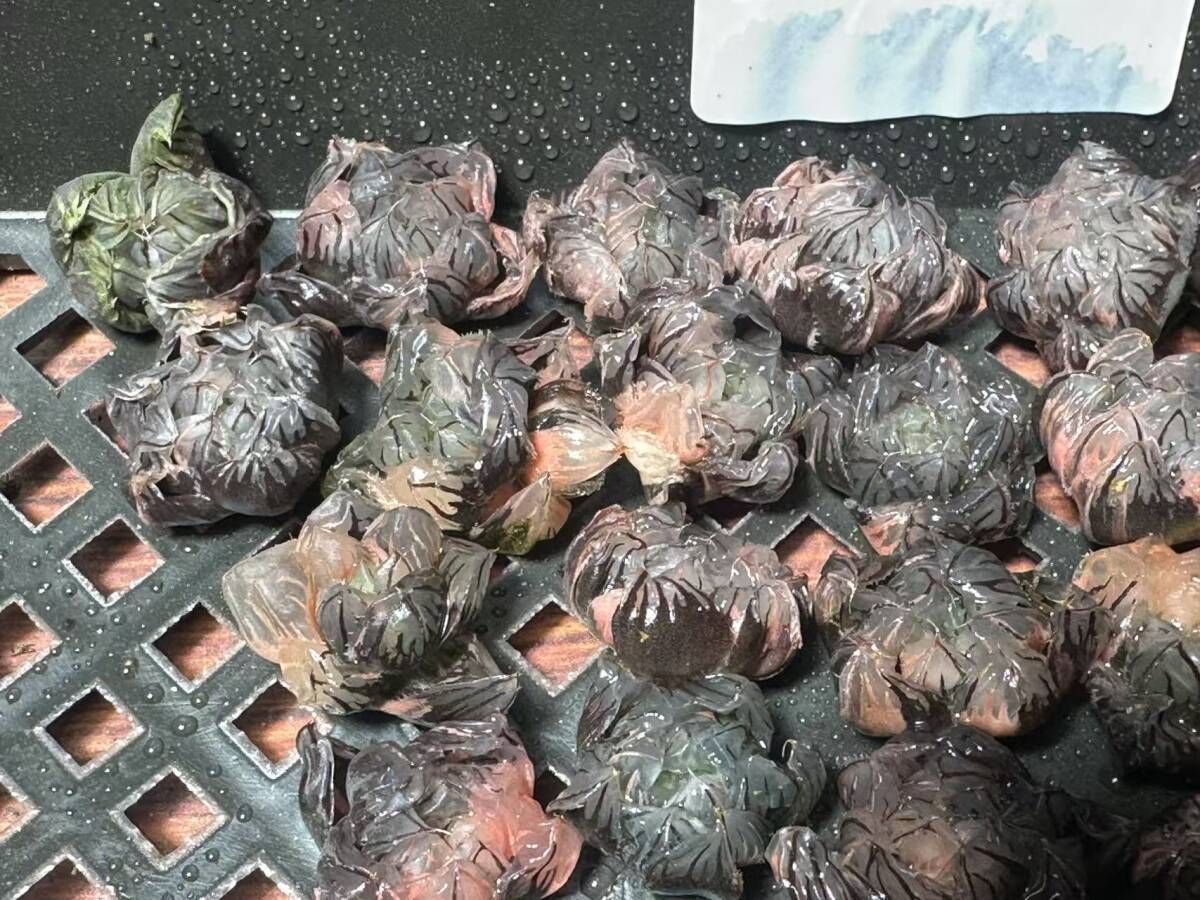 Yahoo!オークション - I70 多肉植物 ハオルチア オブツーサ錦 水中月錦...