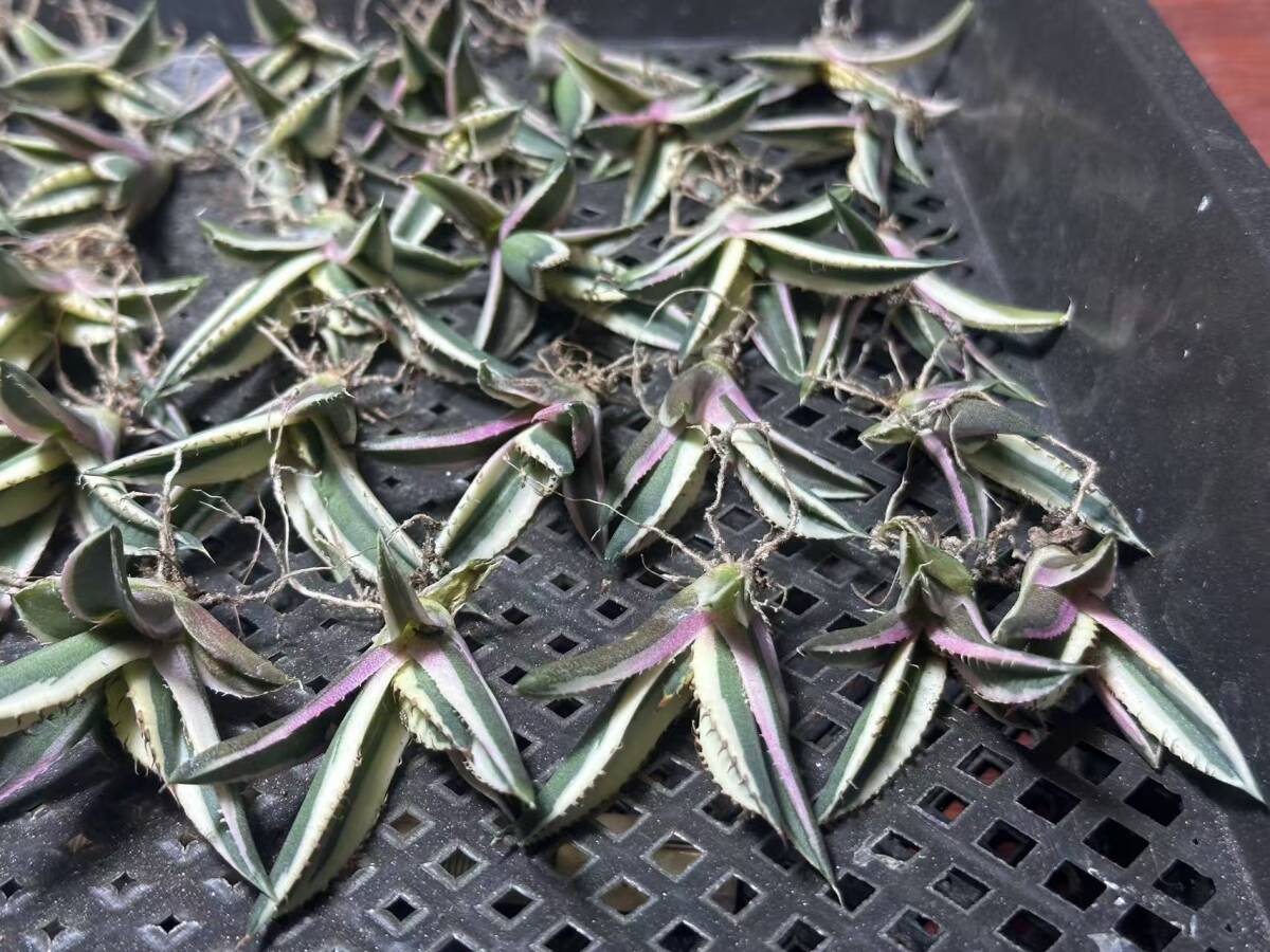 Yahoo!オークション - I84 多肉植物 アガベ チタノタ スナグルトゥース...