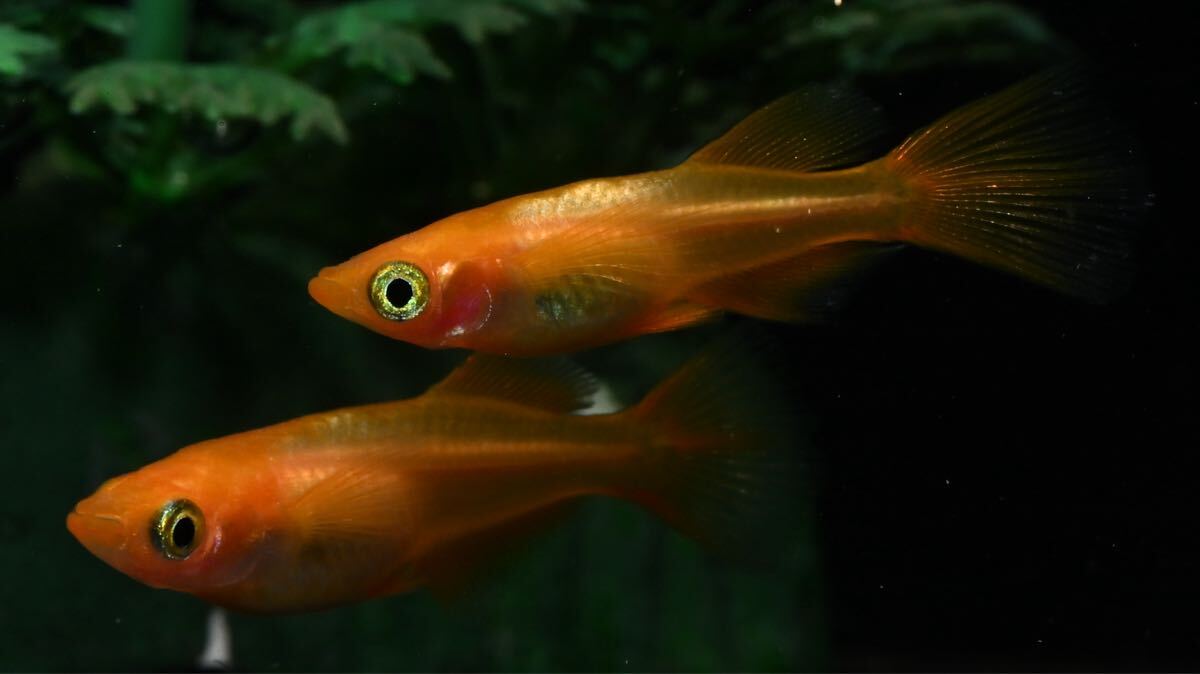 Yahoo!オークション - 【ライトニング】現物 夢見月メダカブリード 木...