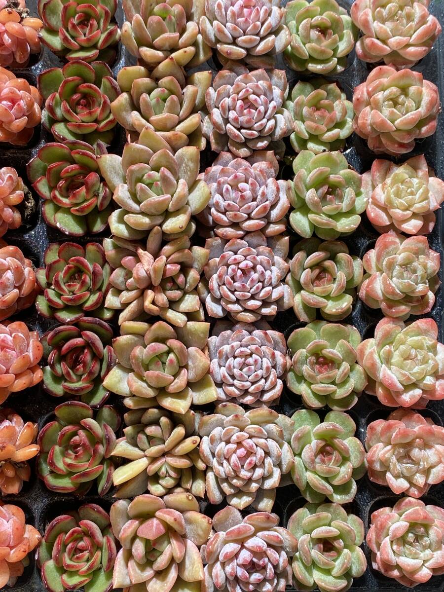 Yahoo!オークション - 105株セット R167&NT22多肉植物 エケベリアミッ...