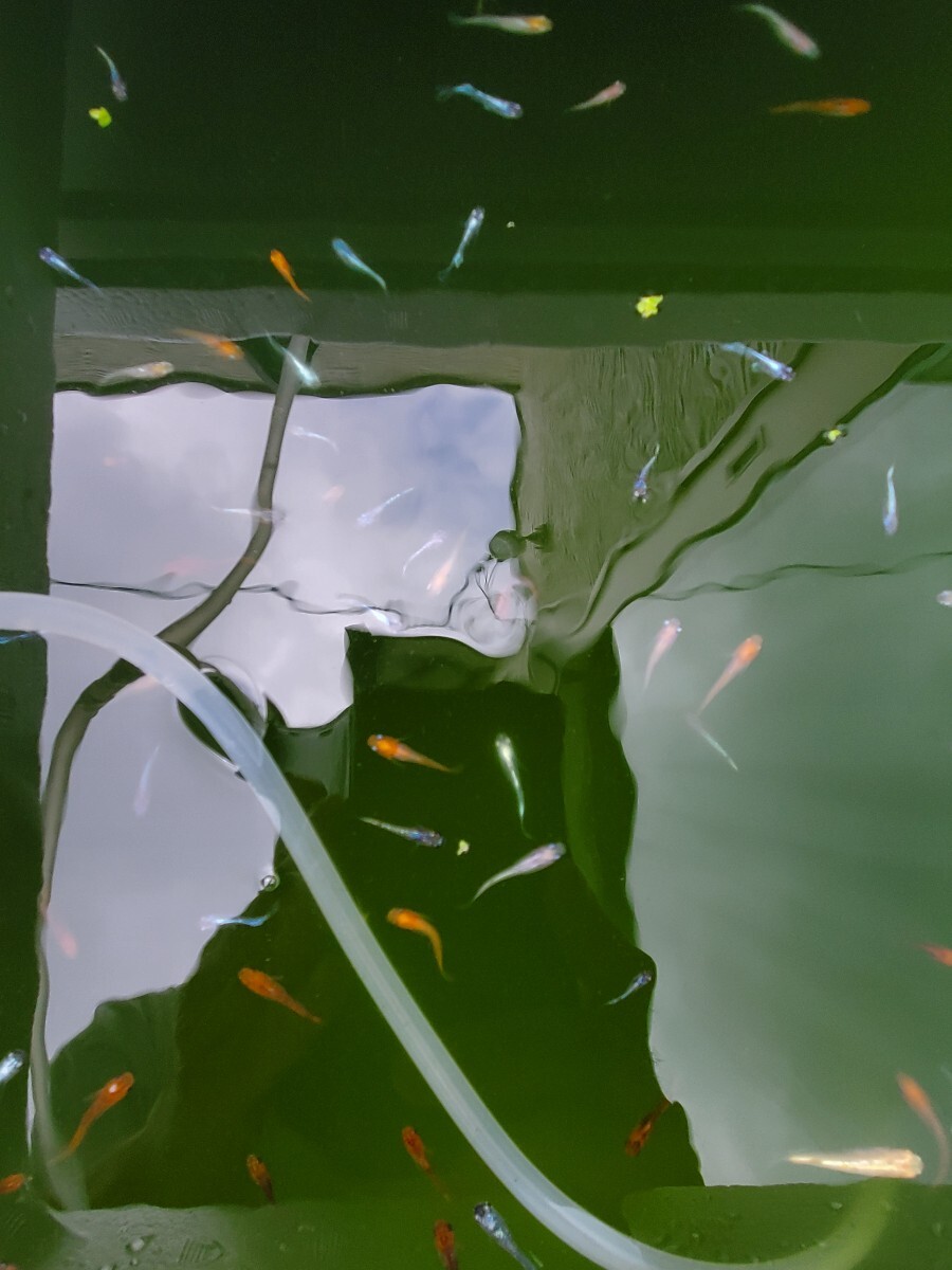 Yahoo!オークション - (sasaメダカ)多種 人気種ミックスSサイズ150匹+...