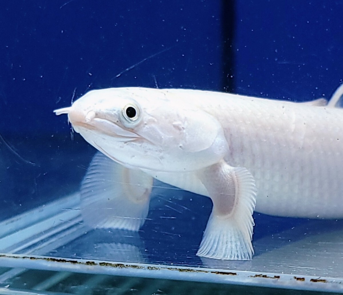 Yahoo!オークション - AQUASHOPアクアランド 【厳選】ピュアホワイト ...