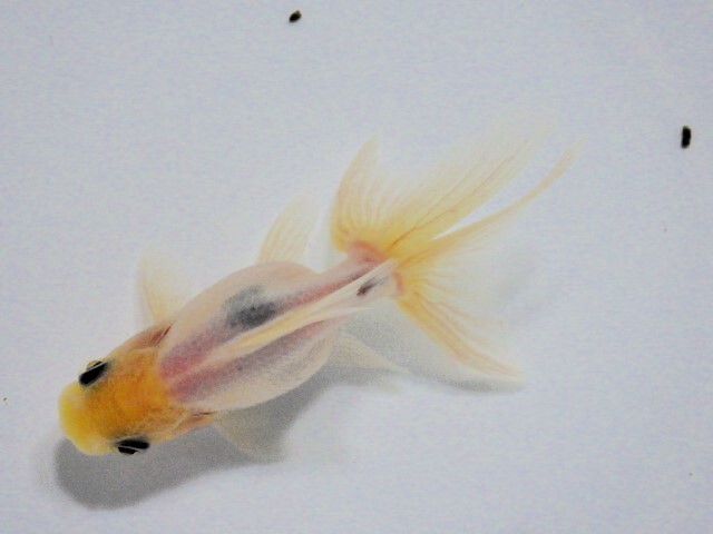 Yahoo!オークション - 天青風東錦(浜松 二橋養魚場産) ＃25002・オス 8...