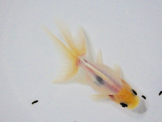 Yahoo!オークション - 天青風東錦(浜松 二橋養魚場産) ＃25002・オス 8...