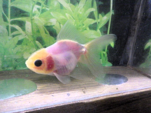 Yahoo!オークション - 天青風東錦(浜松 二橋養魚場産) ＃25002・オス 8...