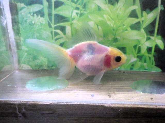 Yahoo!オークション - 天青風東錦(浜松 二橋養魚場産) ＃25002・オス 8...