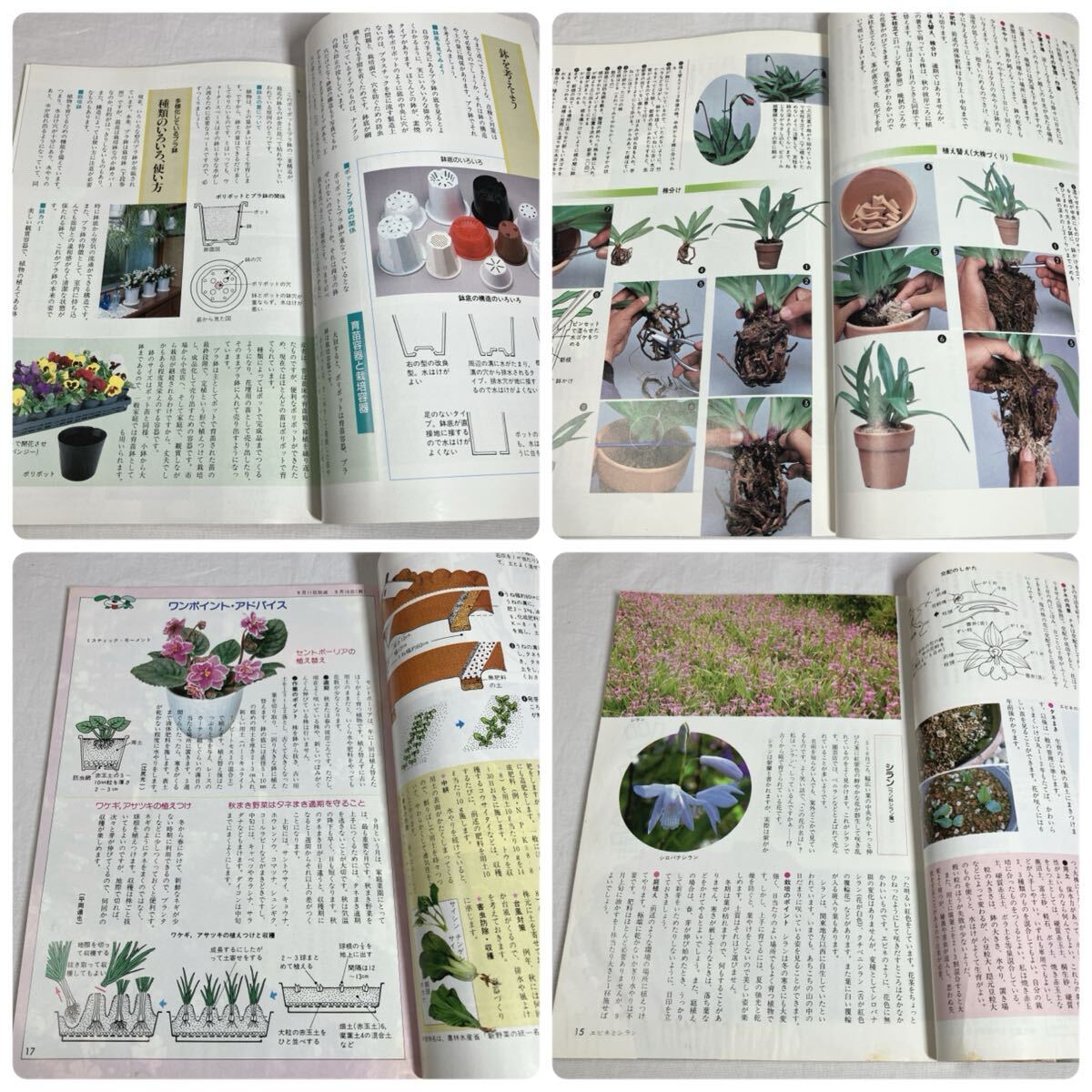 Yahoo!オークション - NHK 趣味の園芸 雑誌 11冊まとめて クンシラン ...