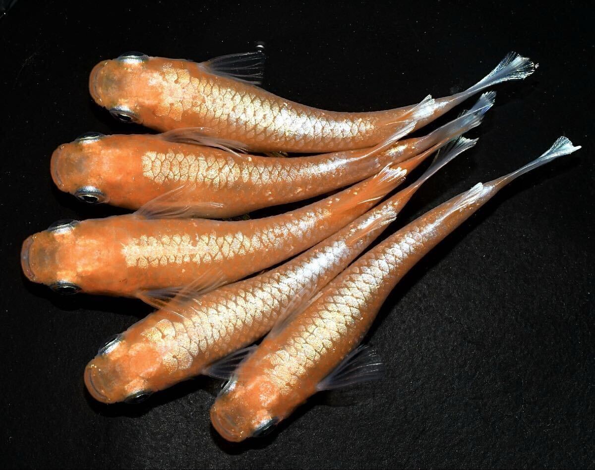 Yahoo!オークション - 《Eden》焔舞ロングフィン 雄2 雌3 A31027 説...