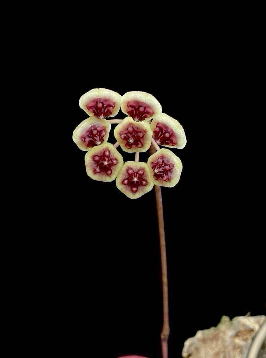 Yahoo!オークション - Hoya benchaii Kapuas Hulu