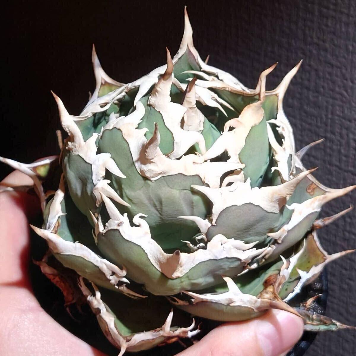 Yahoo!オークション - アガベ チタノタ FO76 Agave titanota FO76