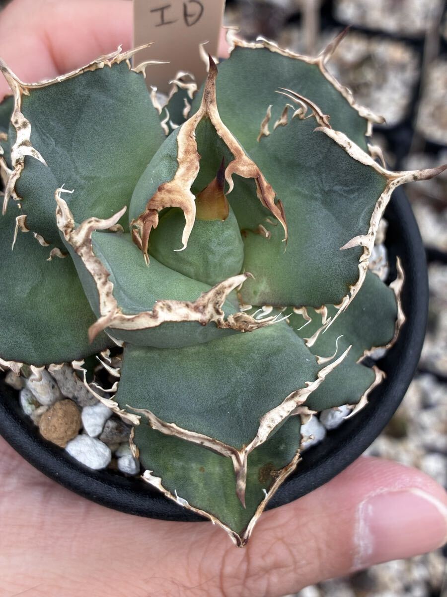 Yahoo!オークション - アガベ チタノタ FO76 Agave titanota FO76