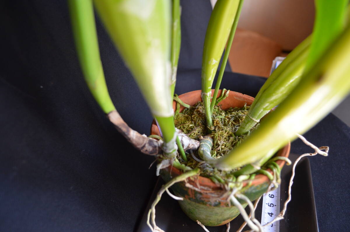 Yahoo!オークション - No.1070洋蘭 原種 カトレア シ－ス2付き C.trian...