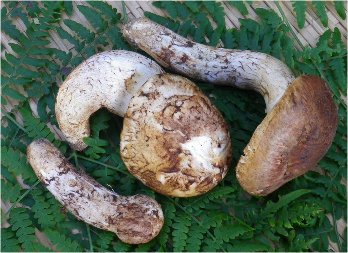 Yahoo!オークション - 松茸産地直送 南信州産 まつたけ 3本 185g 10/1...