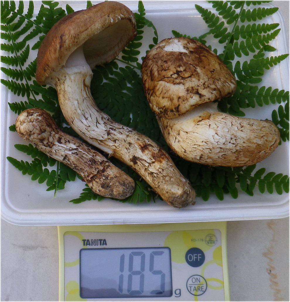 Yahoo!オークション - 松茸産地直送 南信州産 まつたけ 3本 185g 10/1...